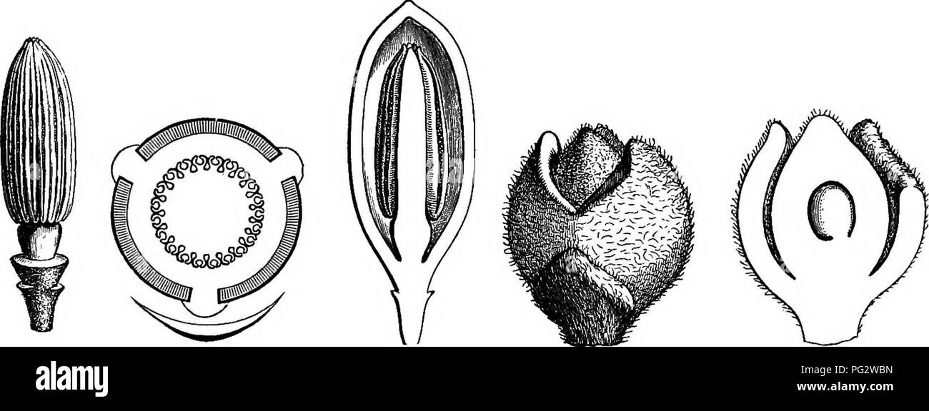 Conical papillae hi-res stock photography and images - Alamy