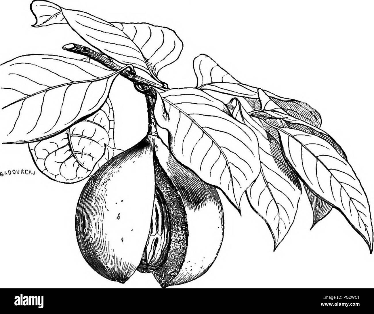 Nutmeg Plant Drawing