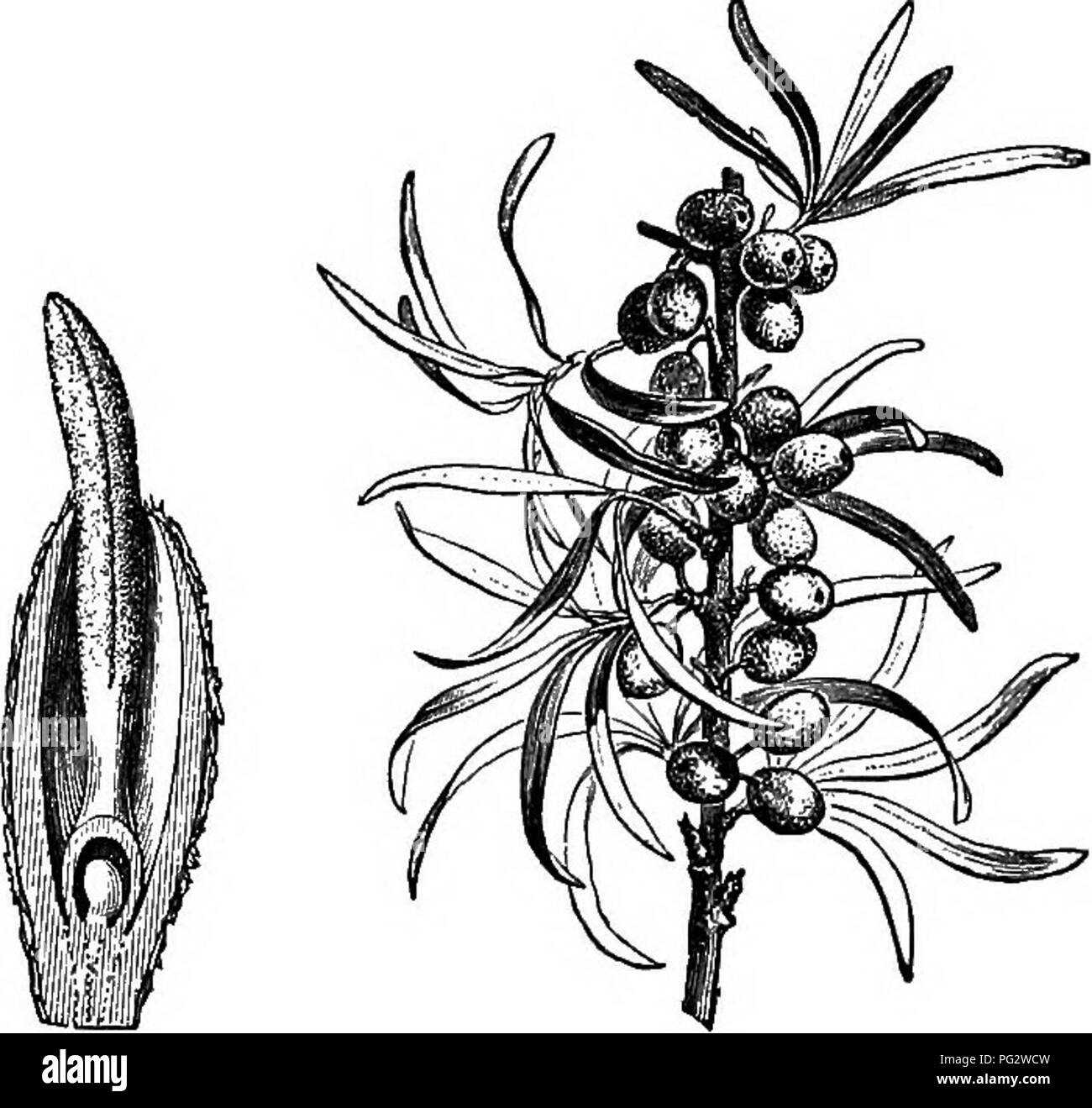 . The natural history of plants. Botany. Fia. 289. Male flowering ...
