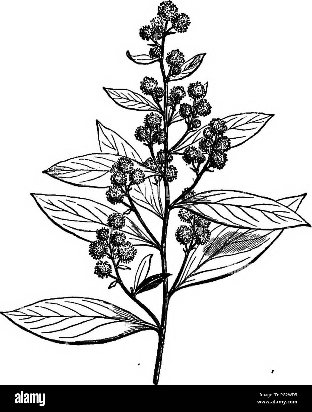 Lobed margin hi-res stock photography and images - Alamy