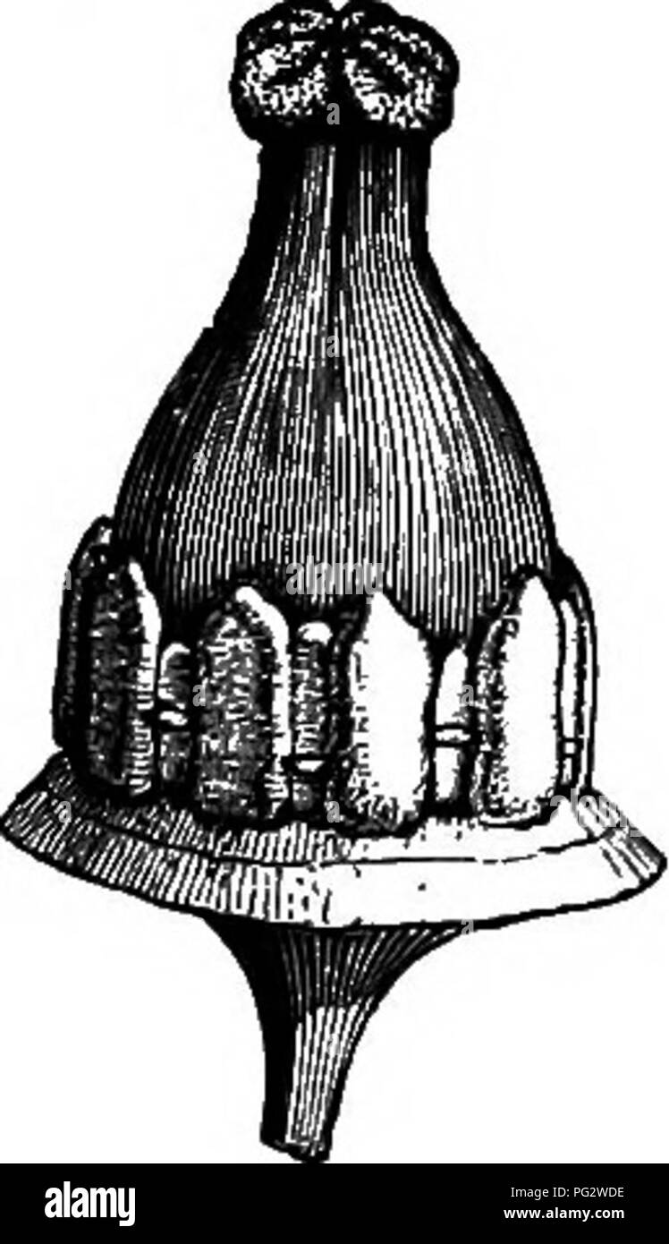 This work on the natural history of plants, authored by Henri Ernest ...