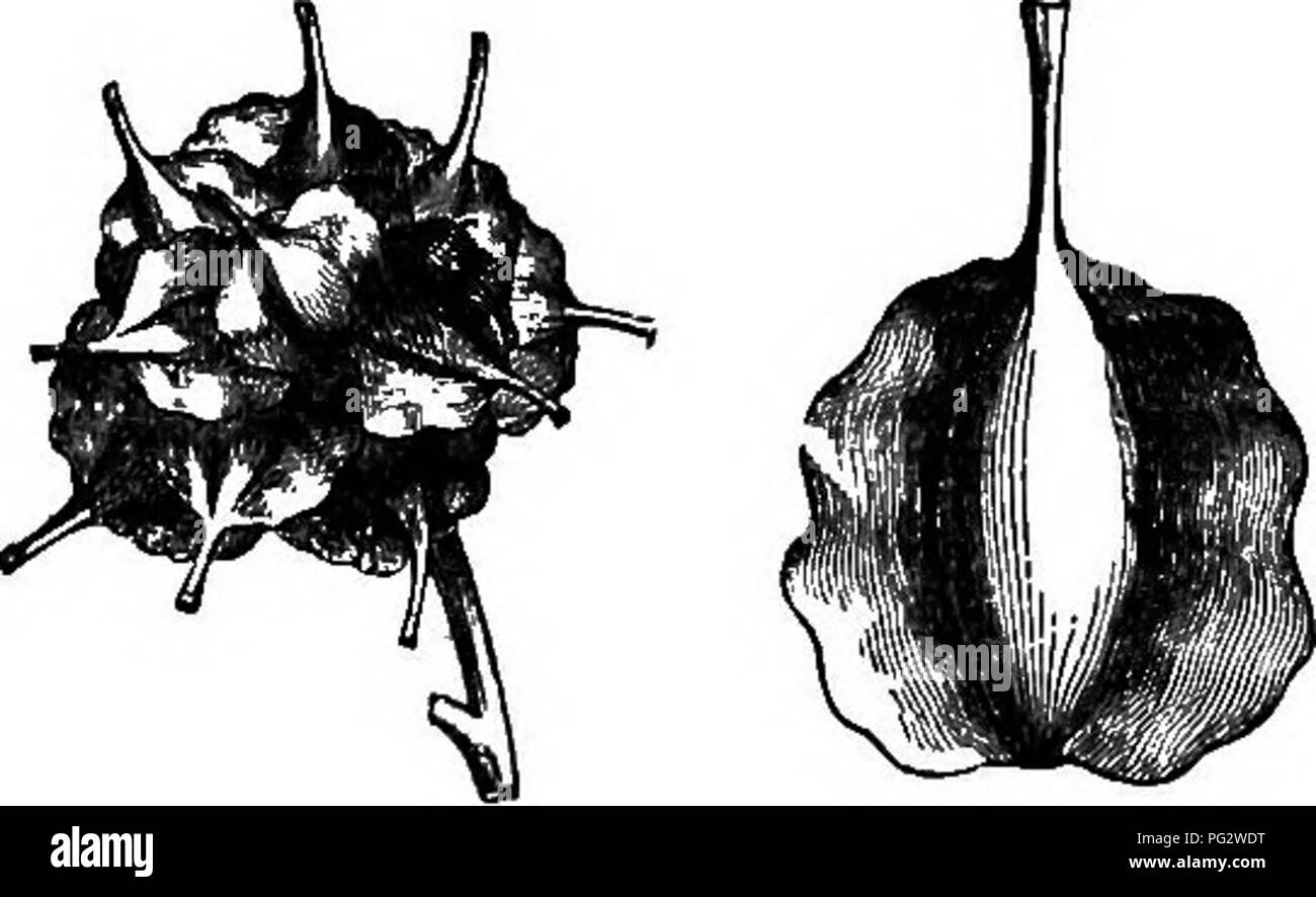 Two lobed fruit Black and White Stock Photos & Images - Alamy