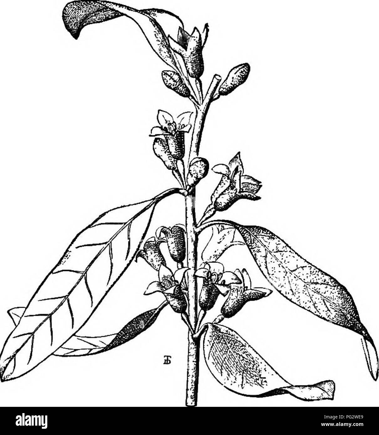 Tubular campanulate flowers Black and White Stock Photos & Images - Alamy