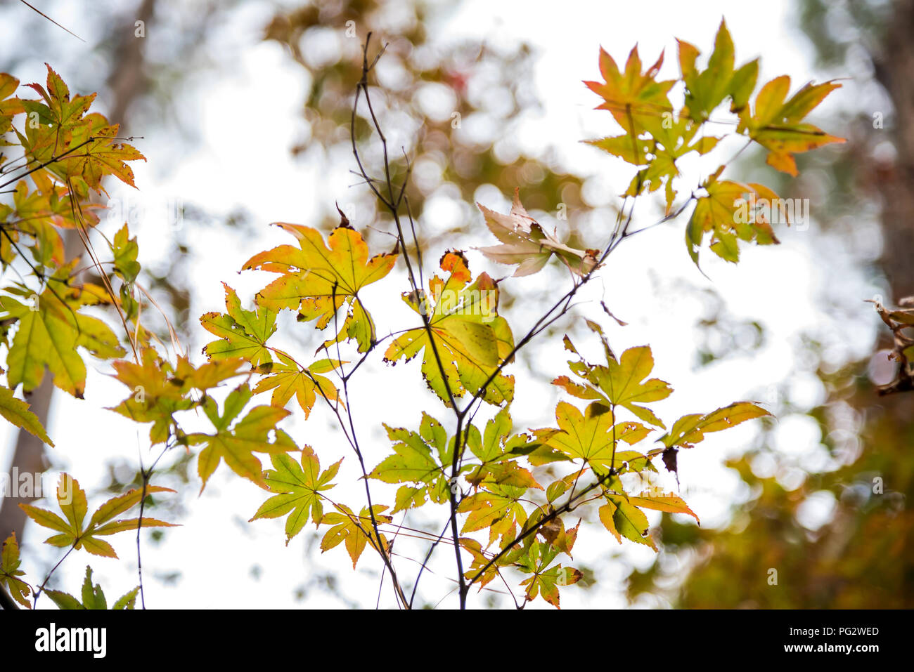 Fall maple tree leaves colorful in east Texas is the best time to visit ...