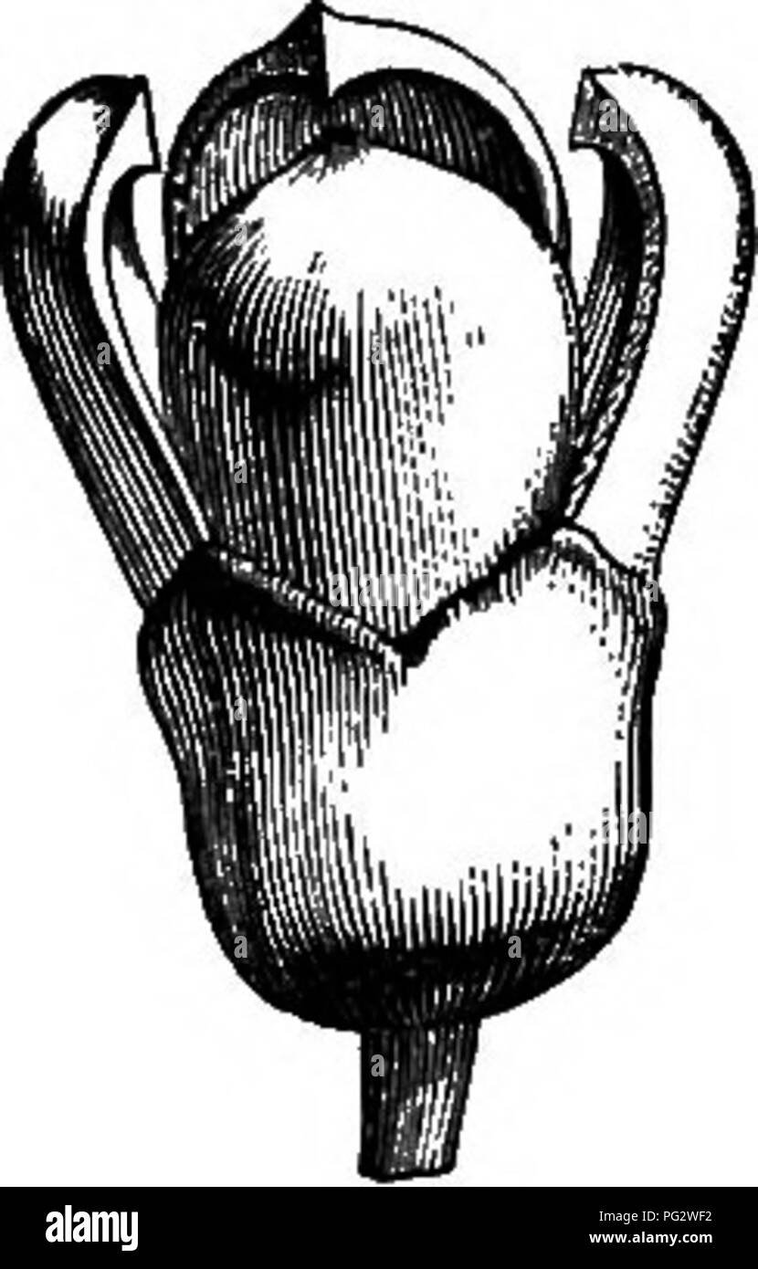 Exstipulate hi-res stock photography and images - Alamy