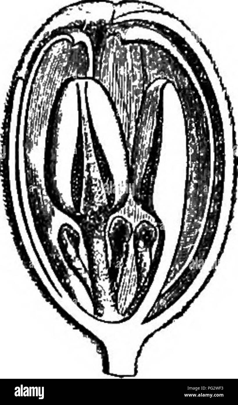 Reproductive parts of a flower Black and White Stock Photos & Images ...