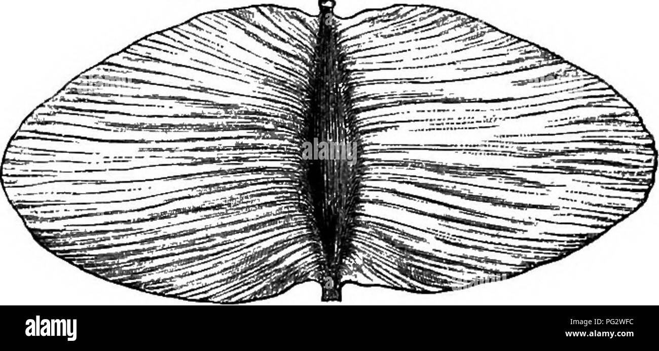 . The natural history of plants. Botany. Fia. 270. Diagram.. Fia. 271 ...