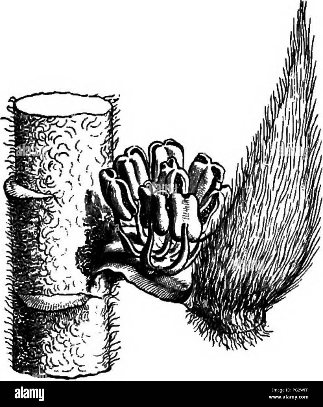 This botanical illustration depicts Leitneria floridanea, focusing on ...