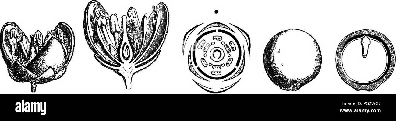 Basifixed hi-res stock photography and images - Alamy