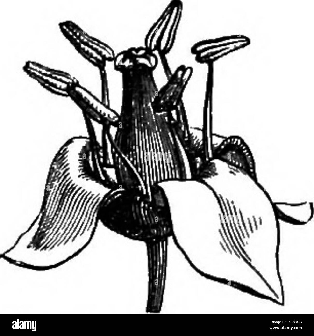 This work offers a comprehensive exploration of plant biology ...