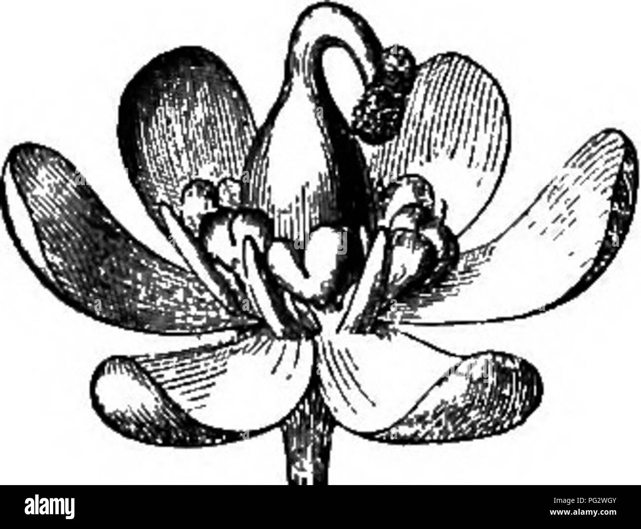 . The natural history of plants. Botany. Fig. 258. Male flower (J ...