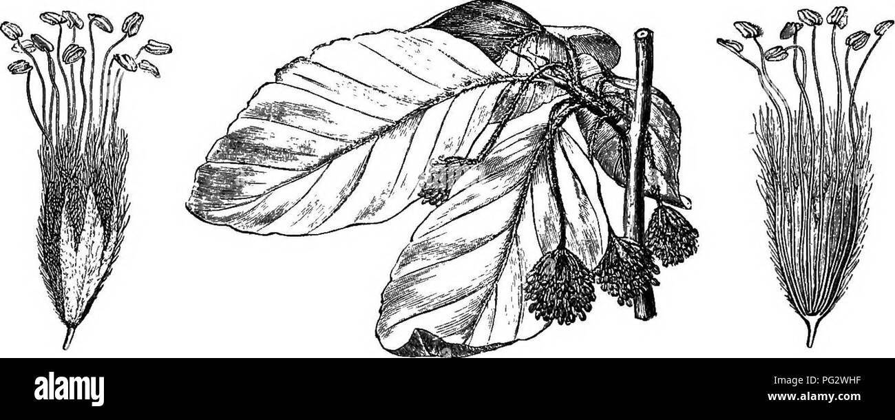 This section from 'The Natural History of Plants' illustrates the ...