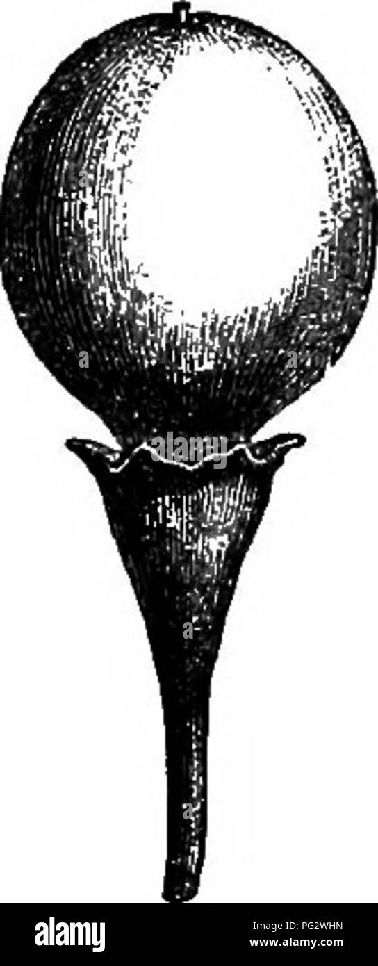 Persistent perianth hi-res stock photography and images - Alamy