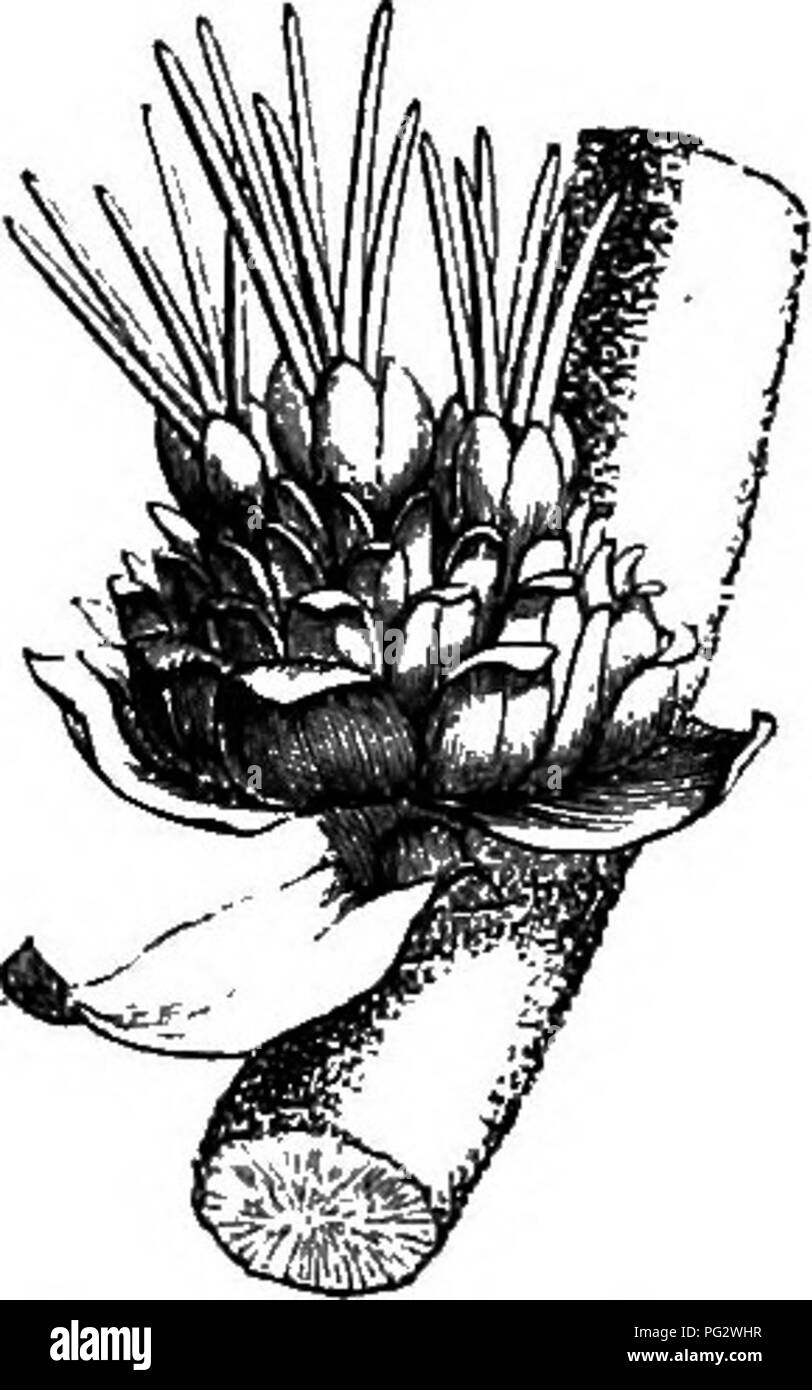 . The natural history of plants. Botany. 236 NATURAL HISTORY OF PLANTS ...