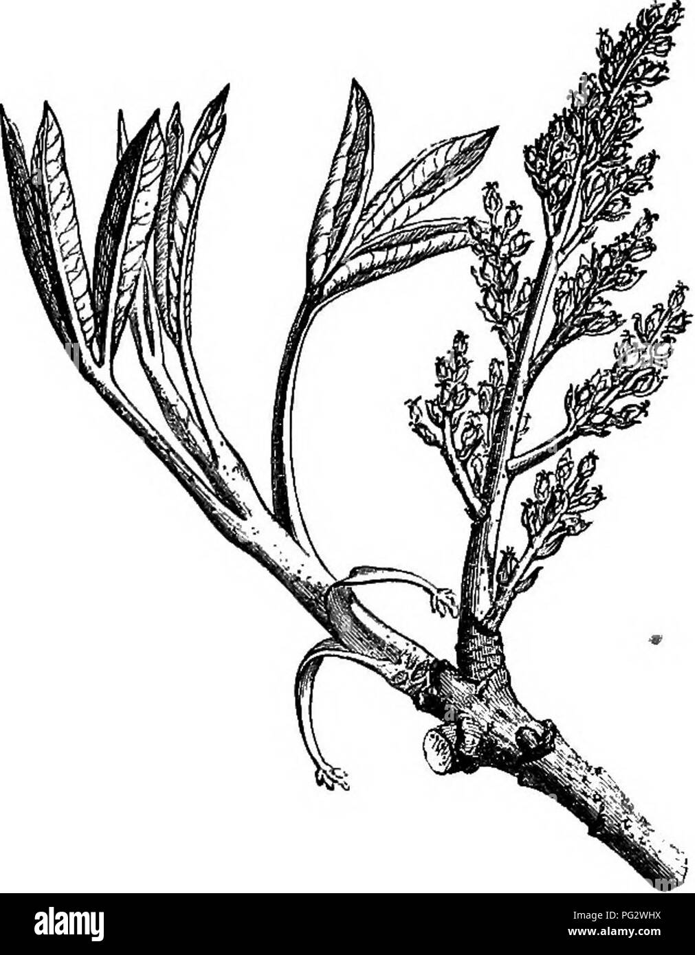 Polygamous family hi-res stock photography and images - Alamy