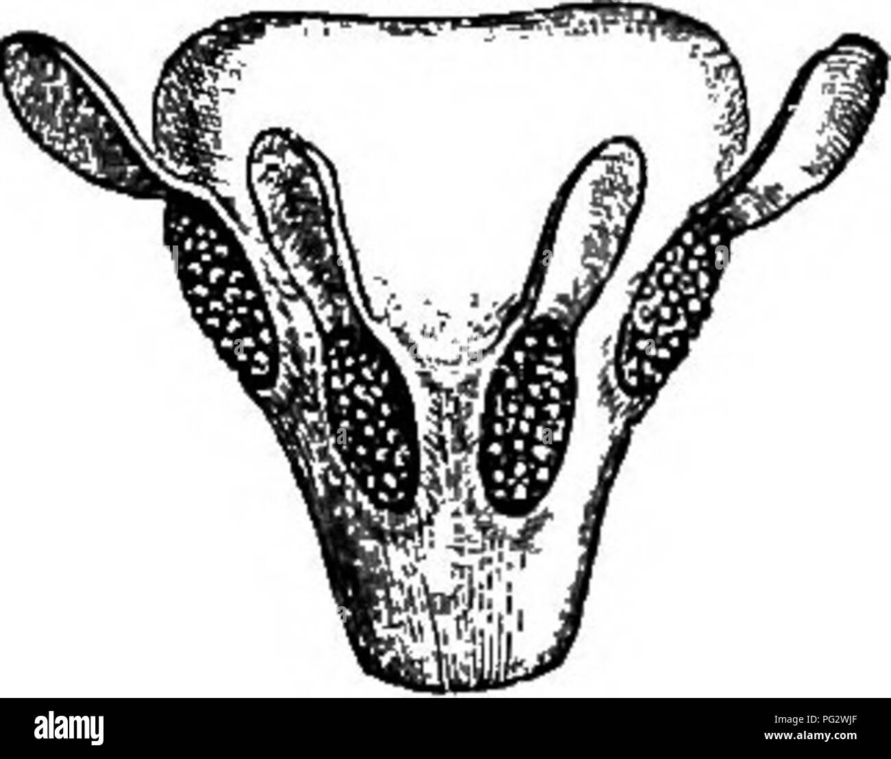 Leaves fleshy and coriaceous hi-res stock photography and images - Alamy