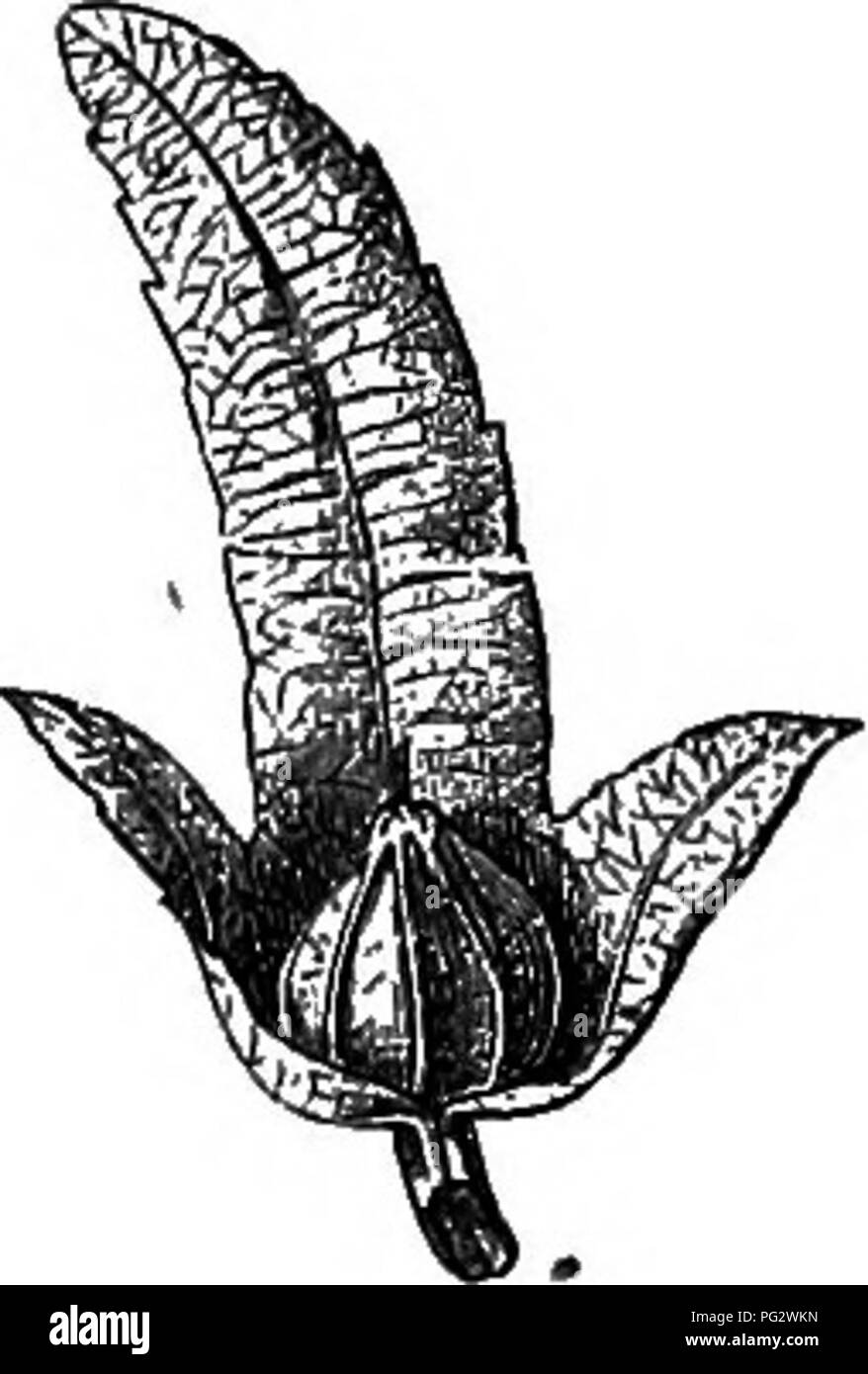 Carpinus genus hi-res stock photography and images - Alamy