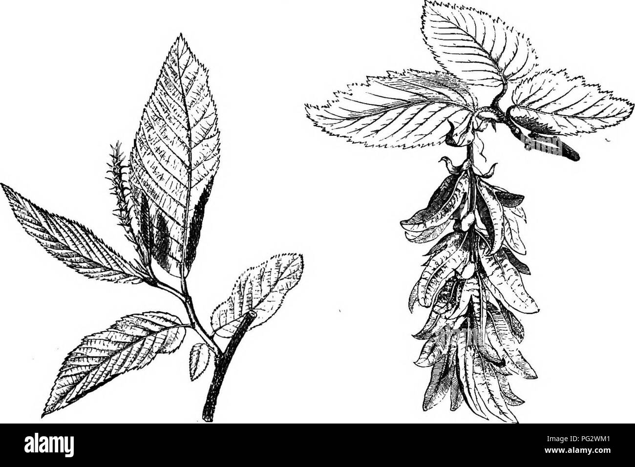 . The natural history of plants. Botany. 228 NATURAL HISTORY OF PLANTS ...