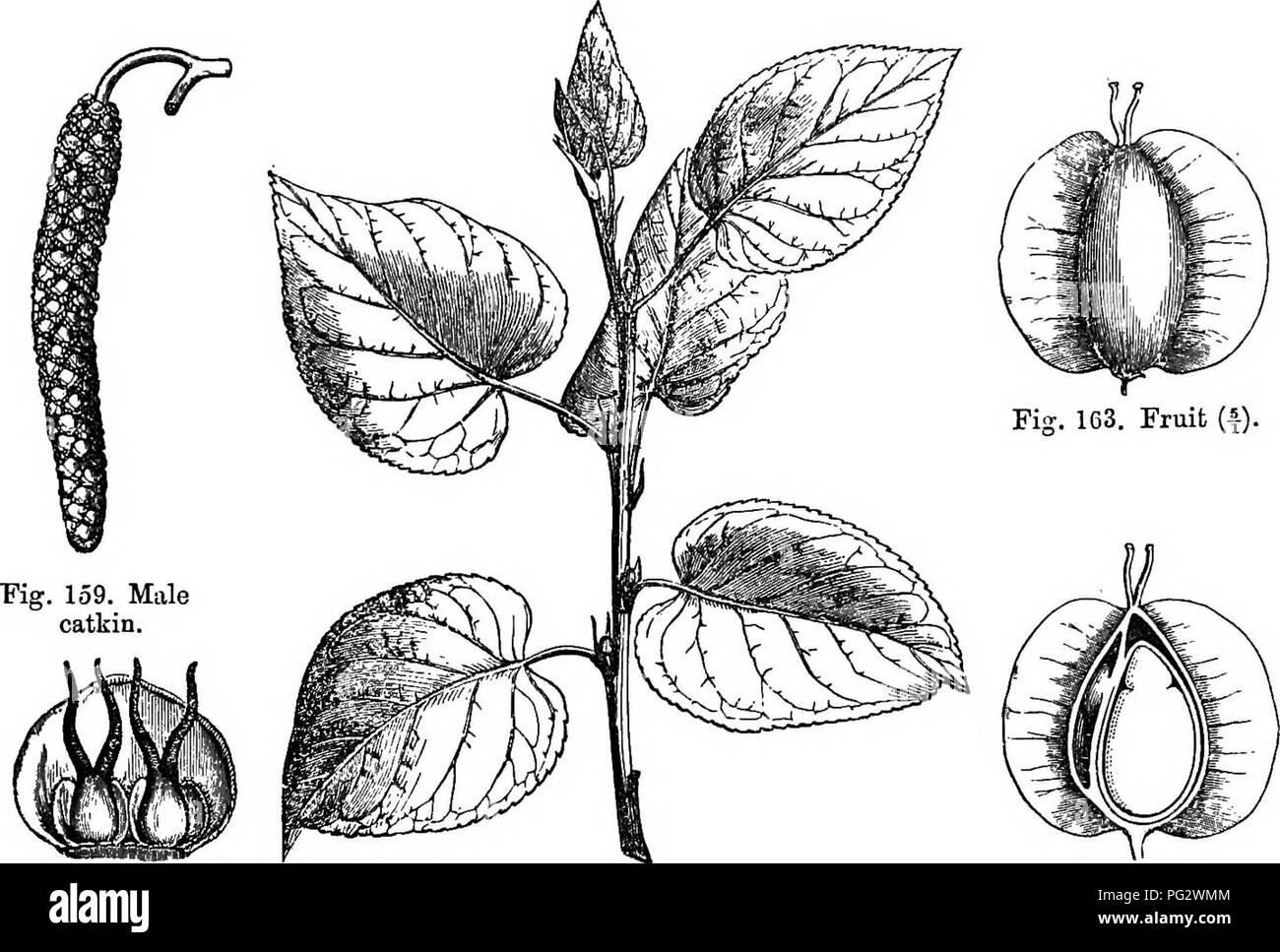 This volume explores the natural history of plants, focusing on the ...