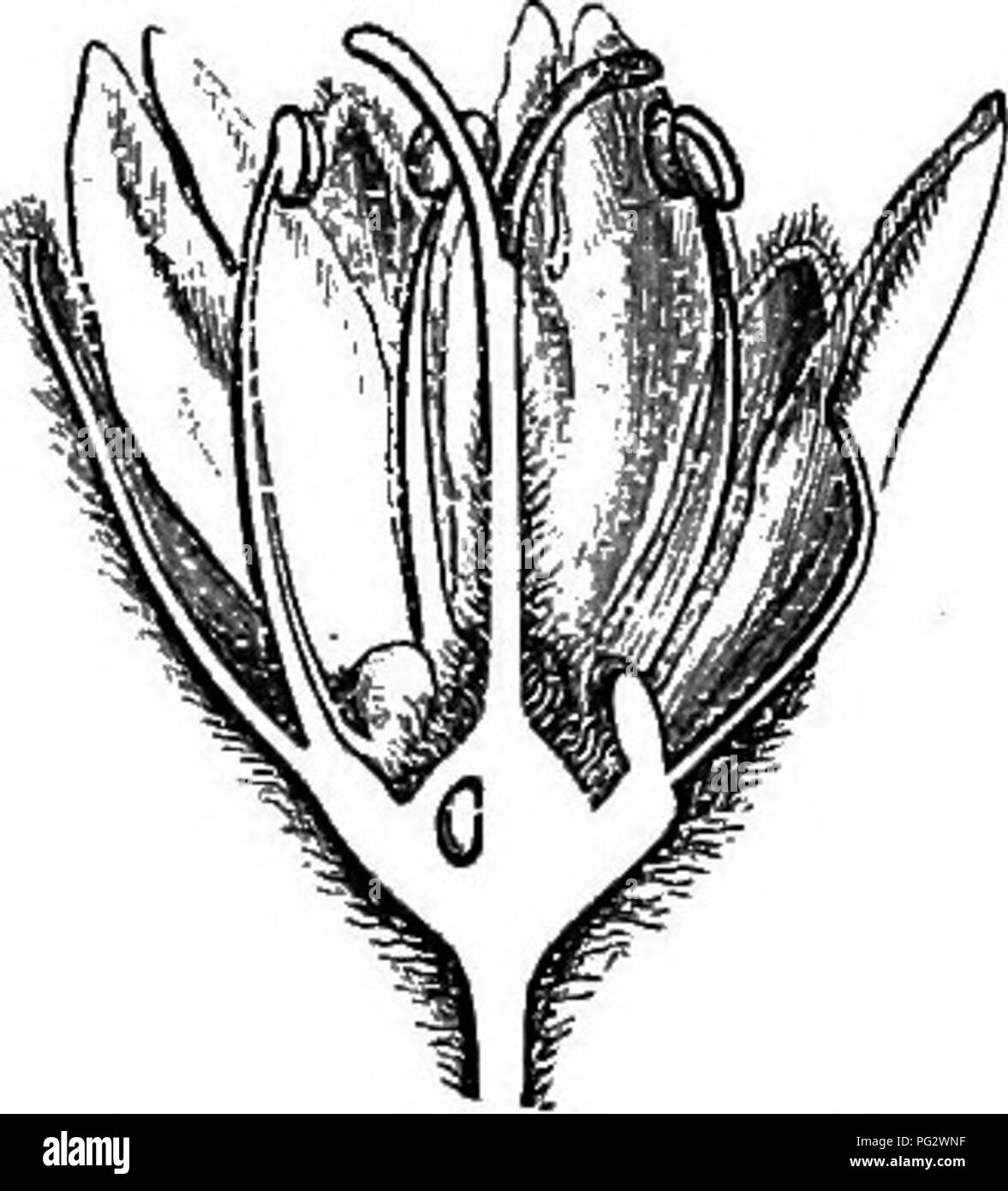 Three conical branches Black and White Stock Photos & Images - Alamy