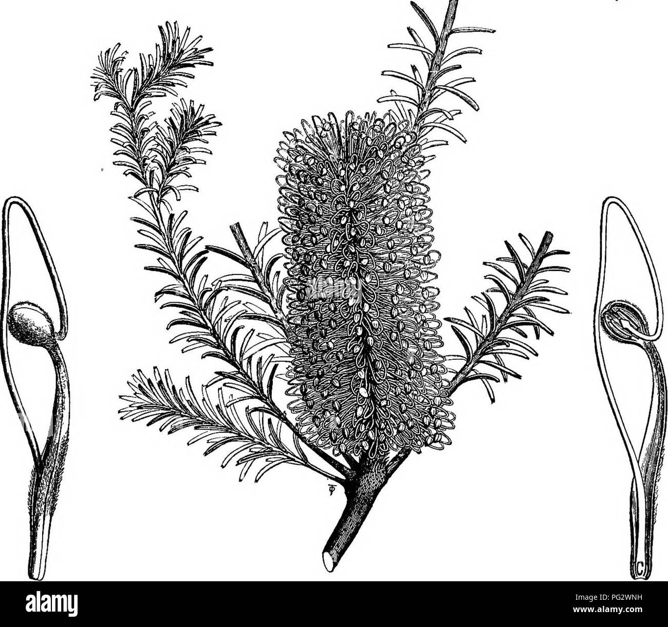 This botanical work describes the structure of Banksia species, such as ...