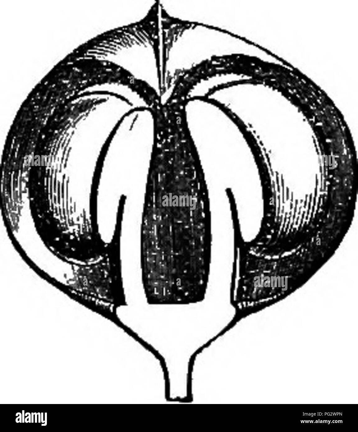 This image from The Natural History of Plants illustrates the ...