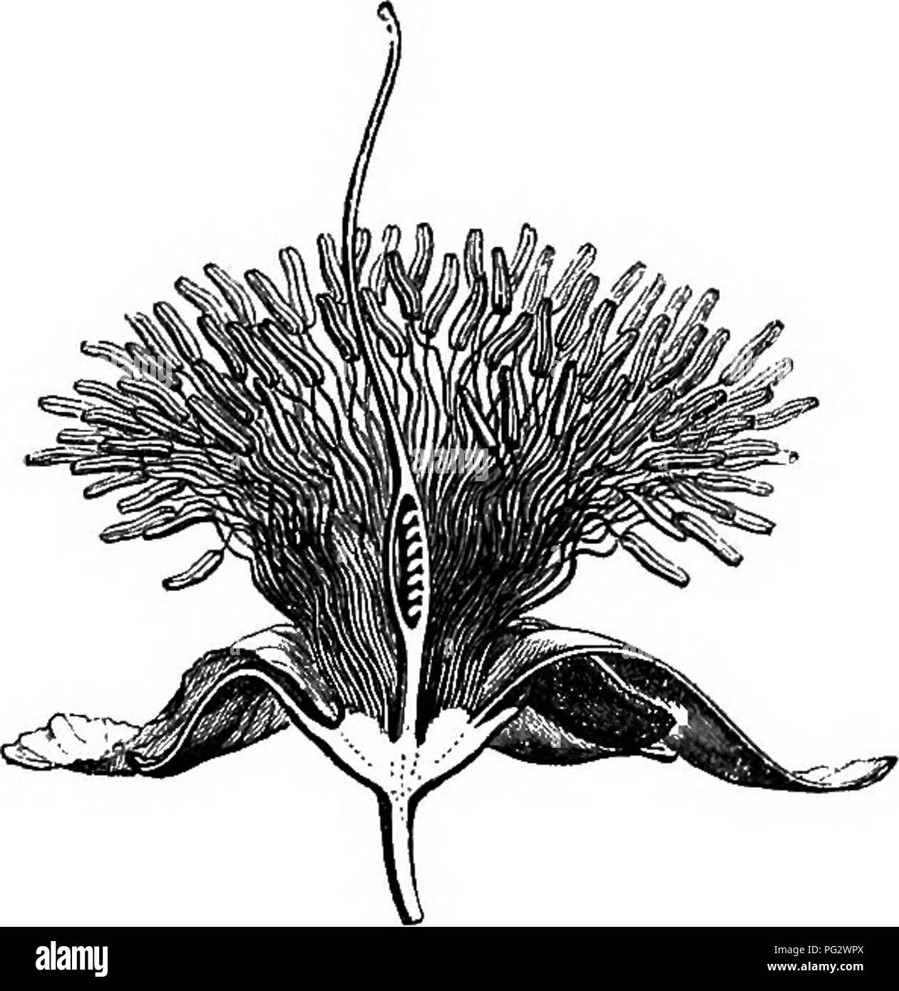 Receptacle of the flower Black and White Stock Photos & Images - Alamy