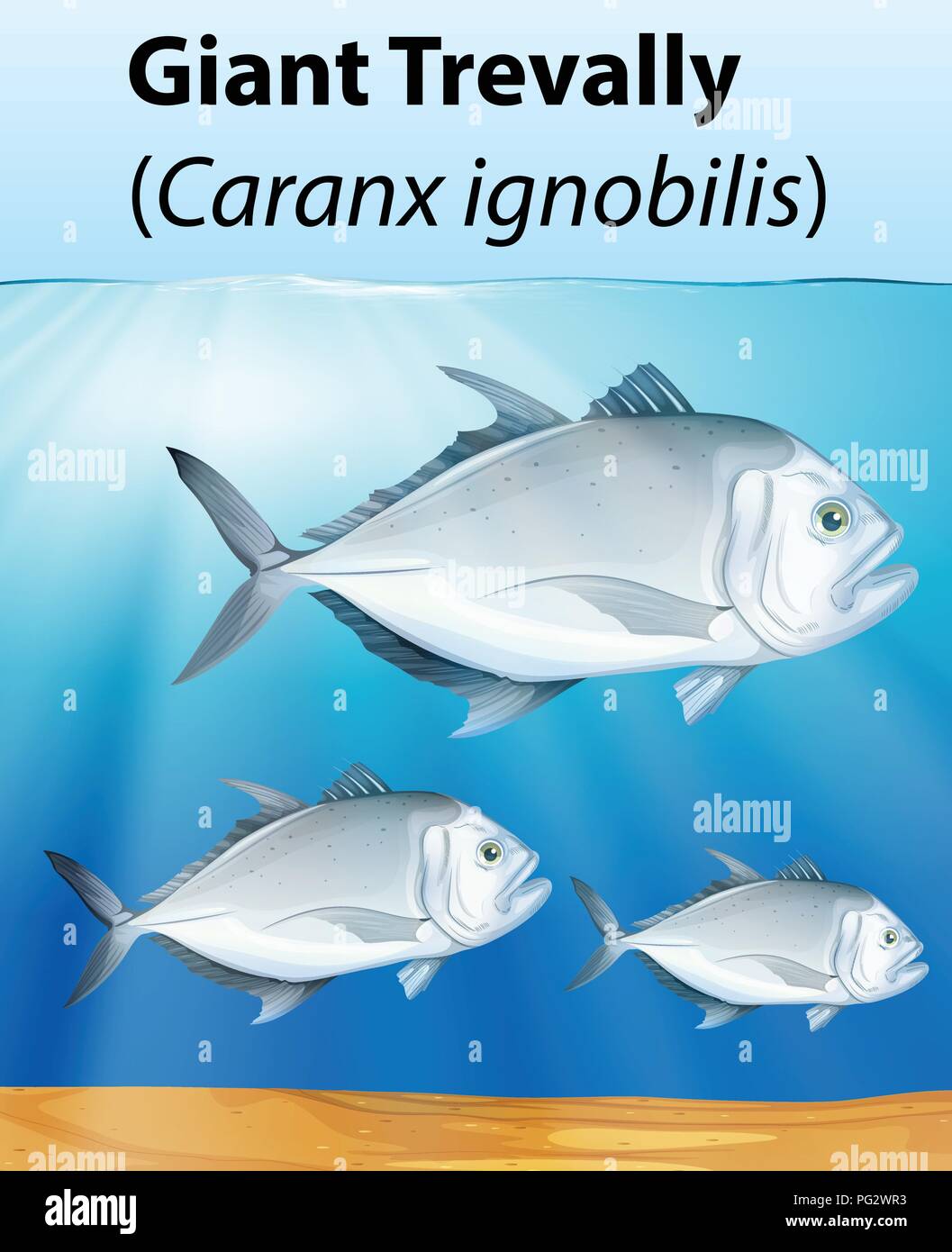 Giant Trevally poster concept illustration Stock Vector Image & Art - Alamy