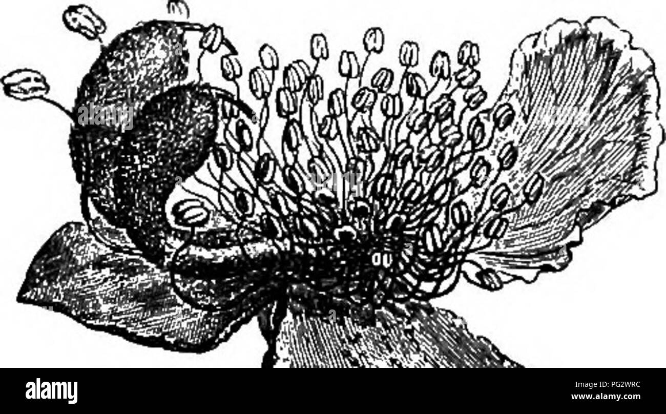 Dehiscence hi-res stock photography and images - Alamy