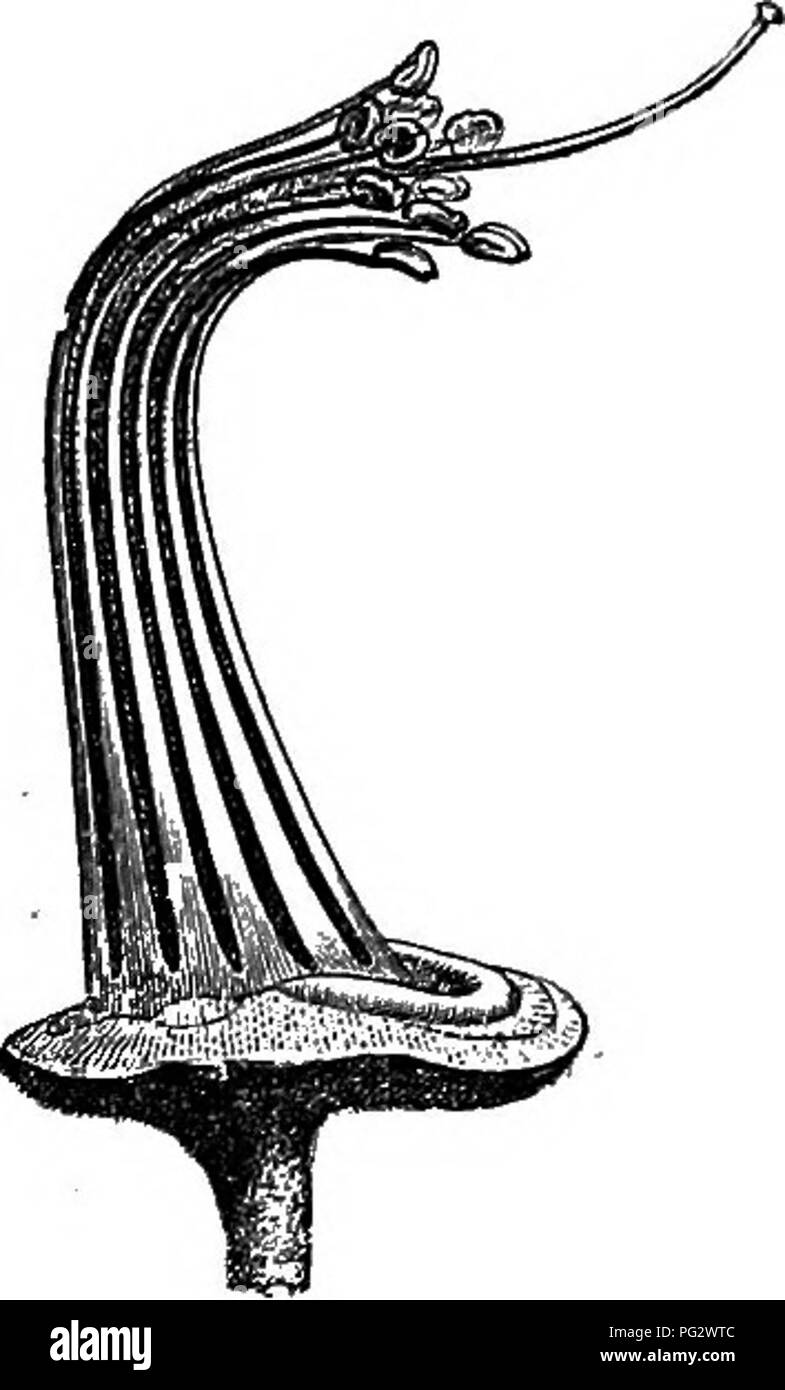 Gamosepalous hi-res stock photography and images - Alamy