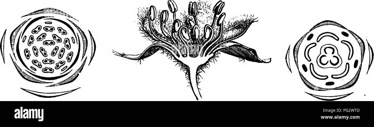 . The natural history of plants. Botany. E UPHORBIA CE^. 131 With the ...