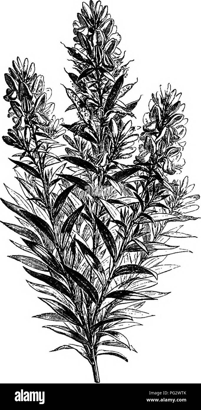 This section of the botanical work examines plants in the *Leguminosae ...