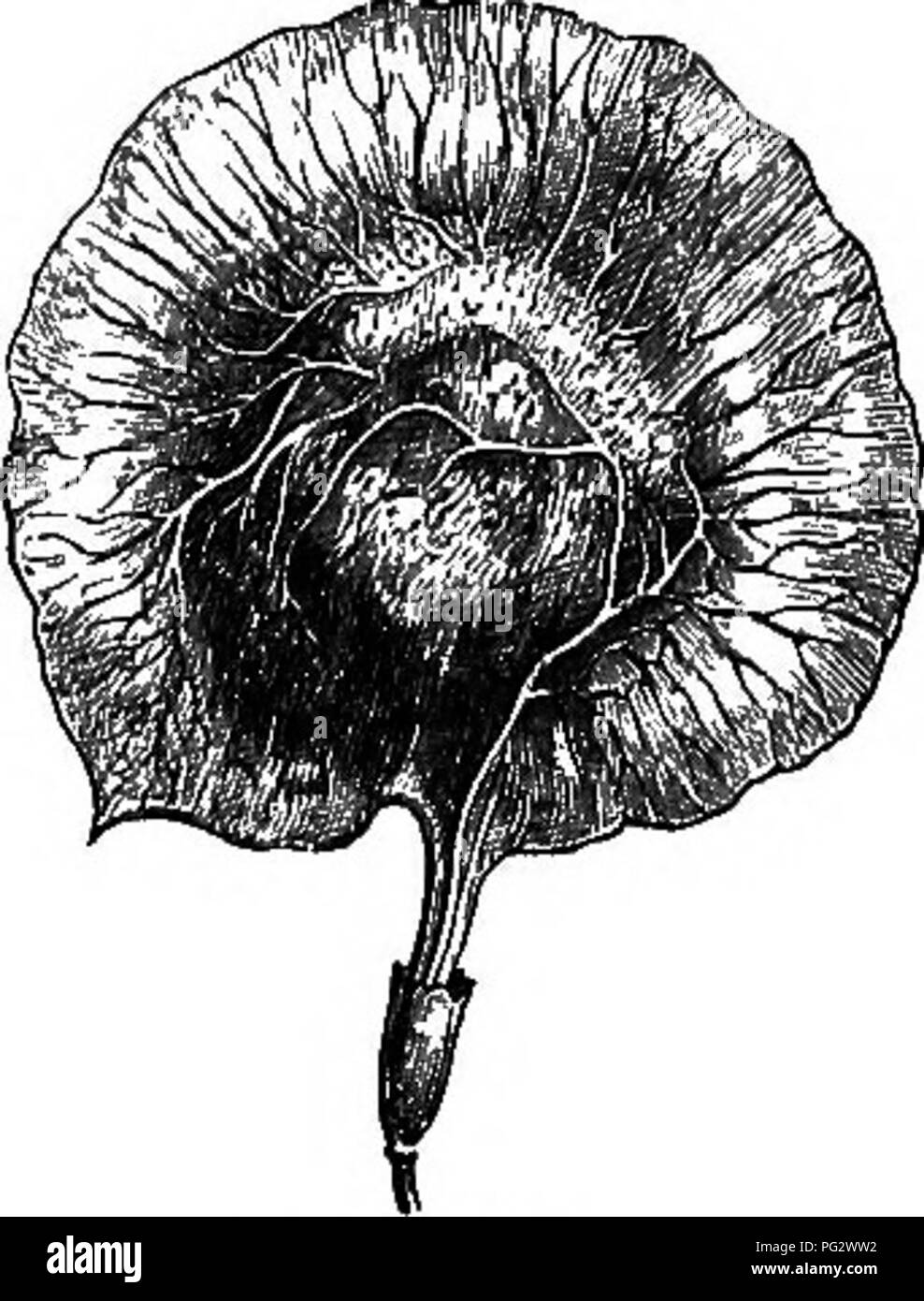 An illustration from the work by Henri Ernest Baillon and Marcus Manuel ...