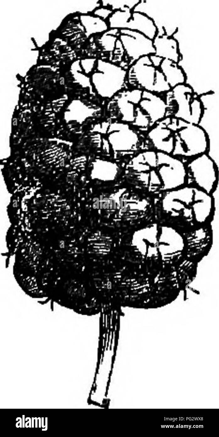 Unilocular hi-res stock photography and images - Alamy