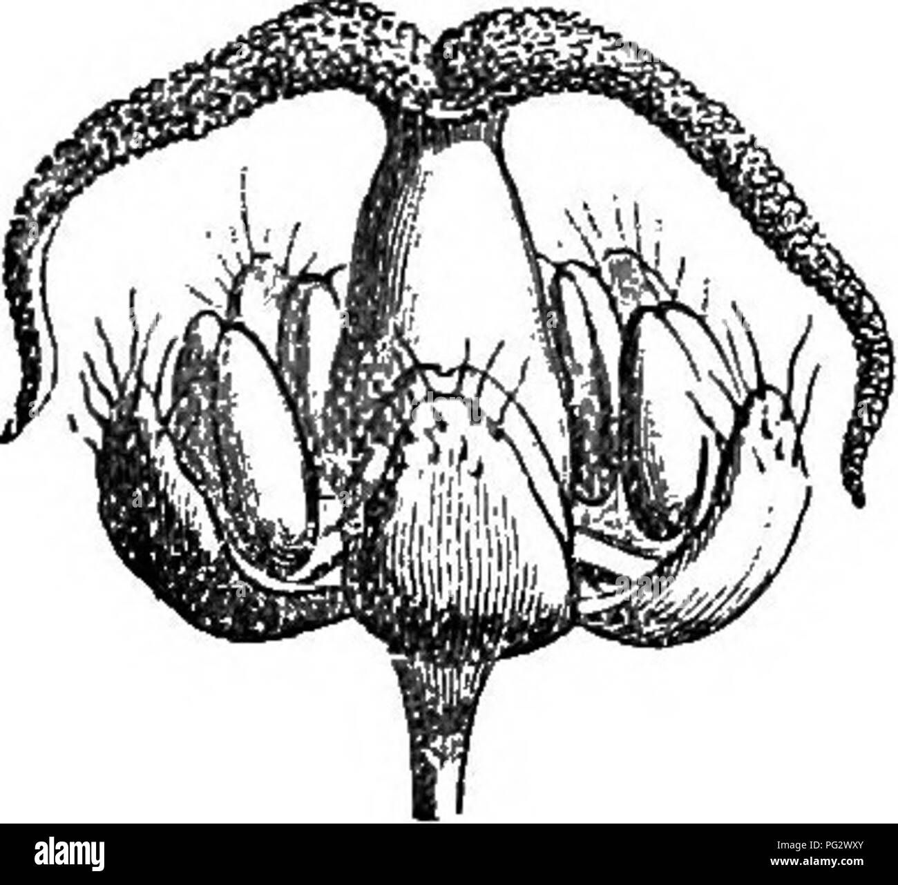 Ovule structure Black and White Stock Photos & Images - Alamy