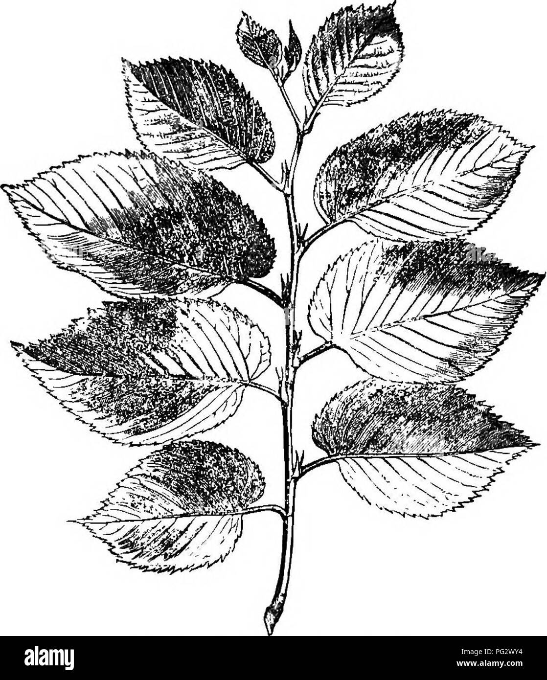 The work on the natural history of plants explores the study of Elms ...