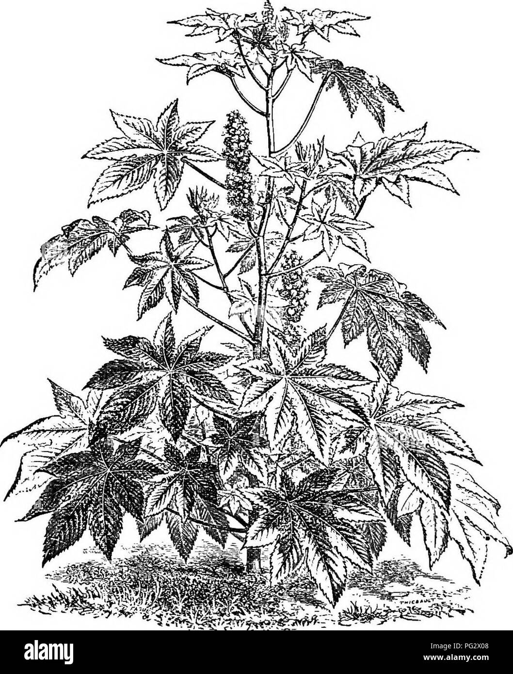 . The natural history of plants. Botany. 110 NATURAL HISTORY OF PLANTS ...