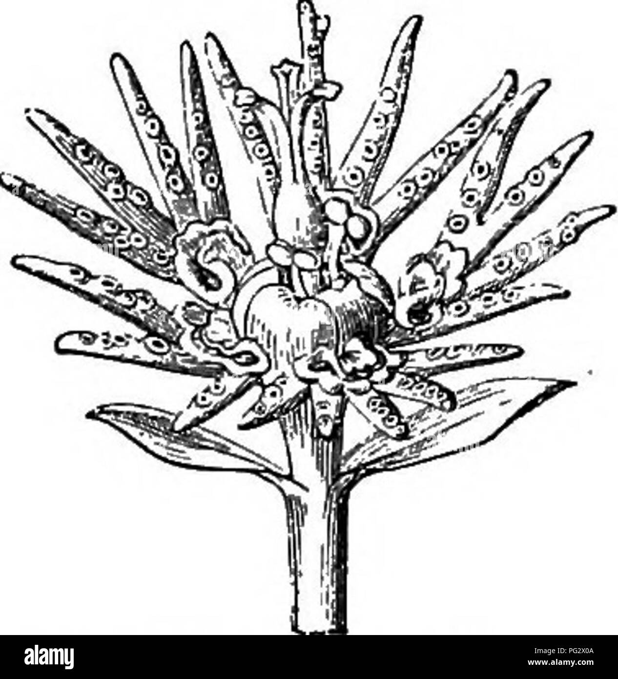 This botanical illustration depicts a flower with distinct ...