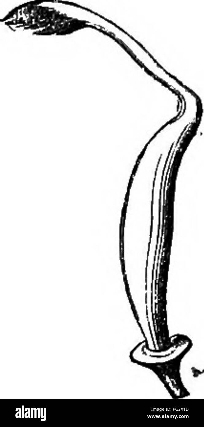 Radicles Cut Out Stock Images & Pictures - Alamy