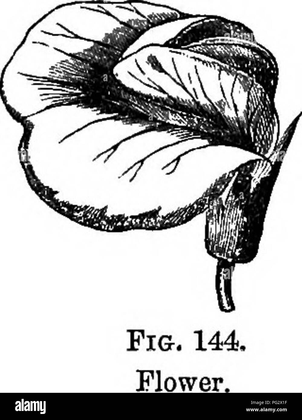 . The natural history of plants. Botany. Via. 145. Androceum and ...