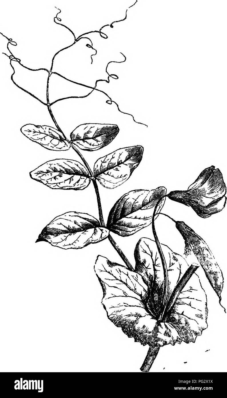 . The natural history of plants. Botany. 194 NATURAL EI8T0BT OF PLANTS ...