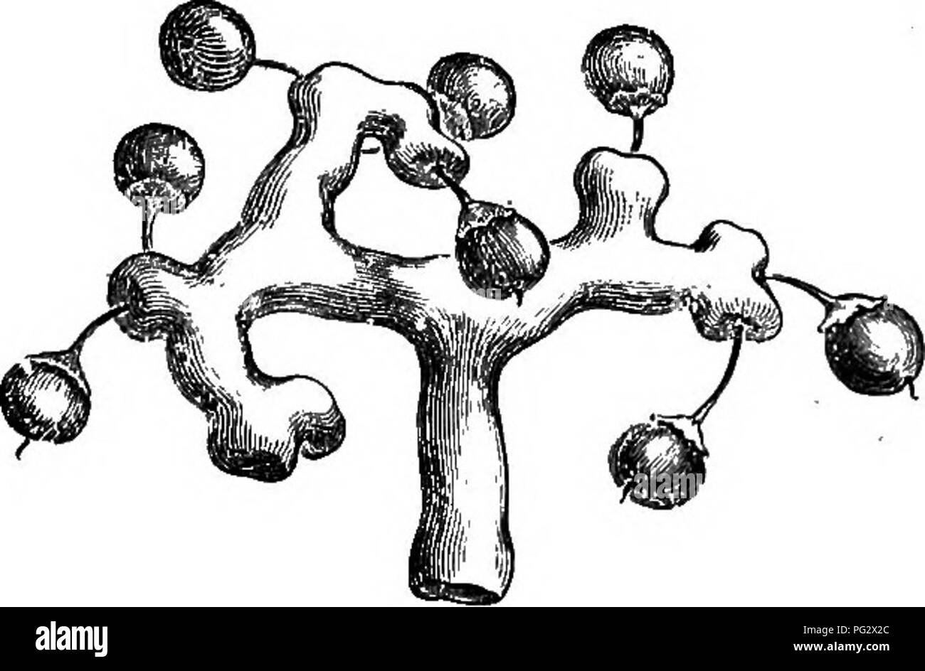 . The natural history of plants. Botany. BHAMNACEM. 55 haye polygamous ...