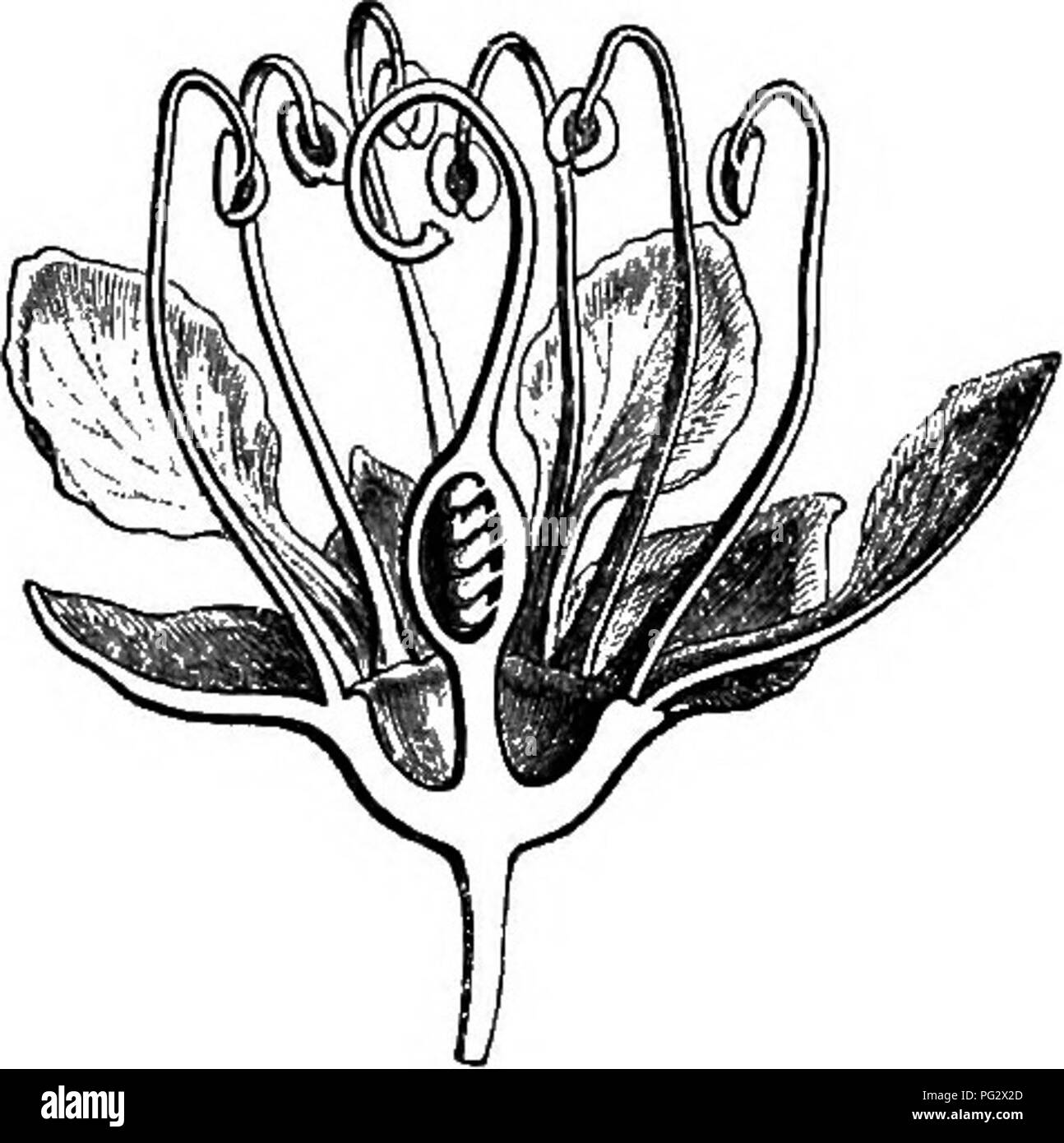 Stipitate glandular or villous hi-res stock photography and images - Alamy