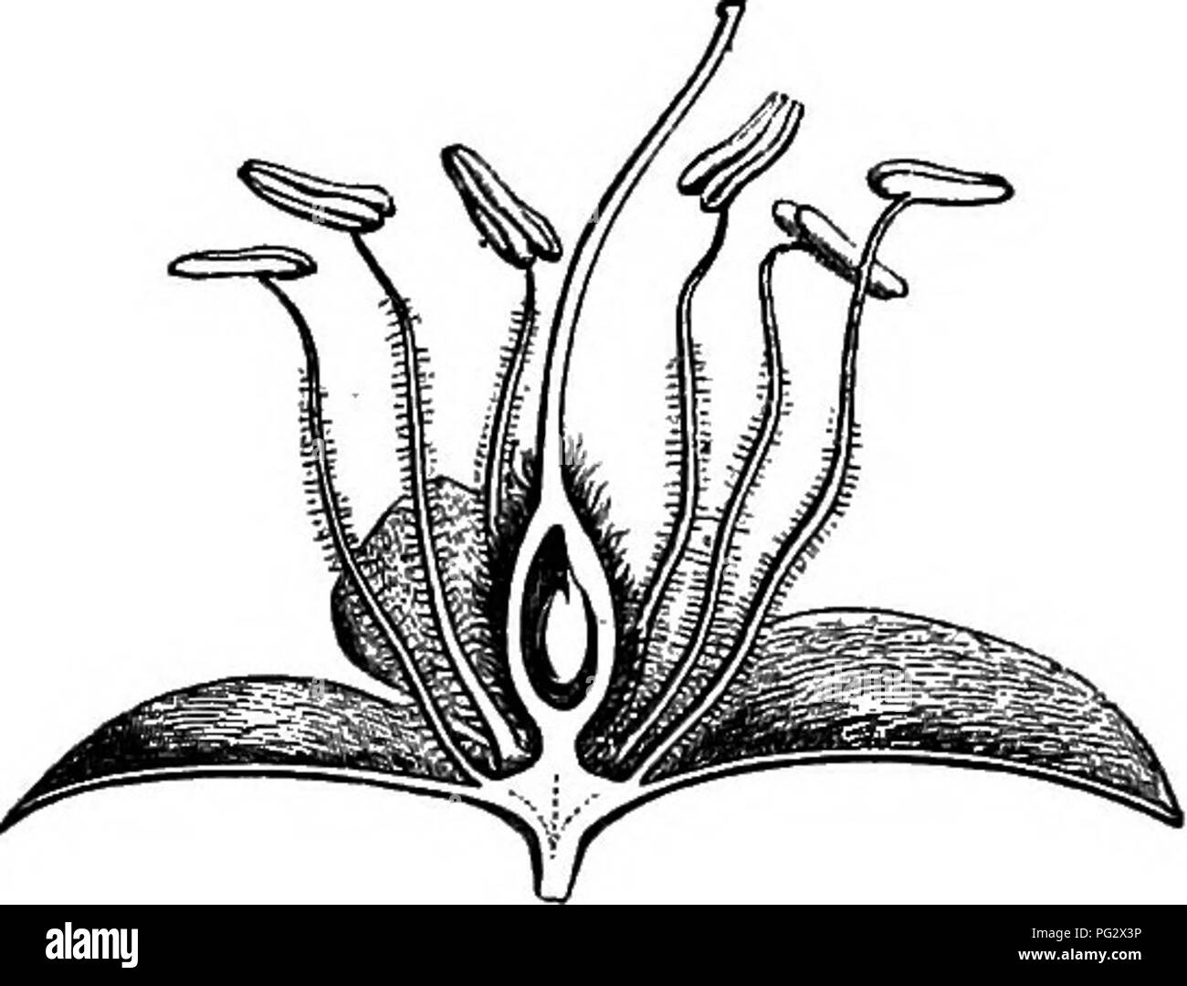 This work provides insight into the natural history of plants ...