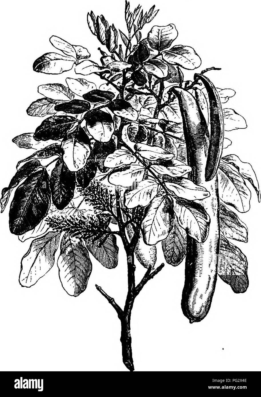 Caroubier hi-res stock photography and images - Alamy