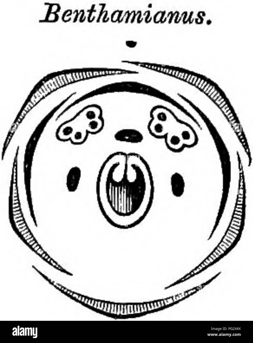 Basifixed hi-res stock photography and images - Alamy