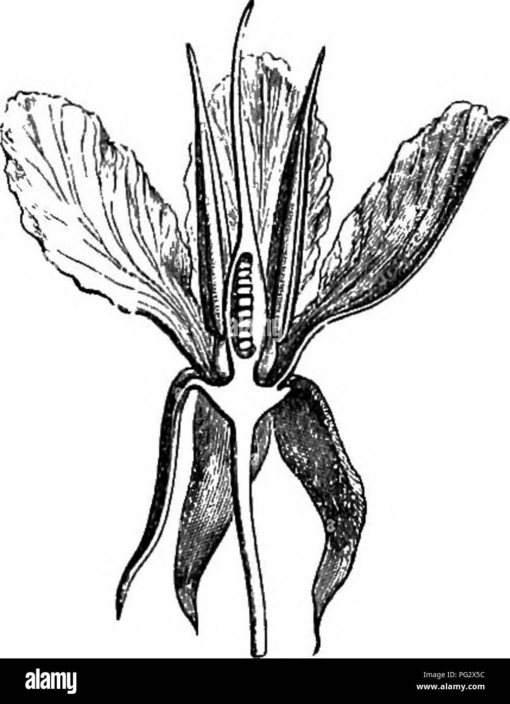 Reproductive parts of a flower Black and White Stock Photos & Images ...