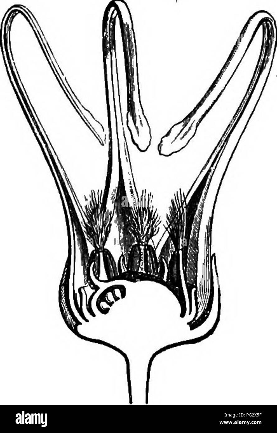 This section from *The Natural History of Plants* focuses on *Goupia ...