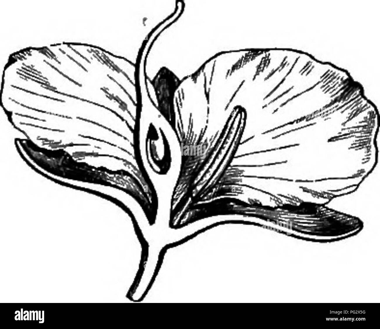 Imparipinnate leaves hi-res stock photography and images - Alamy