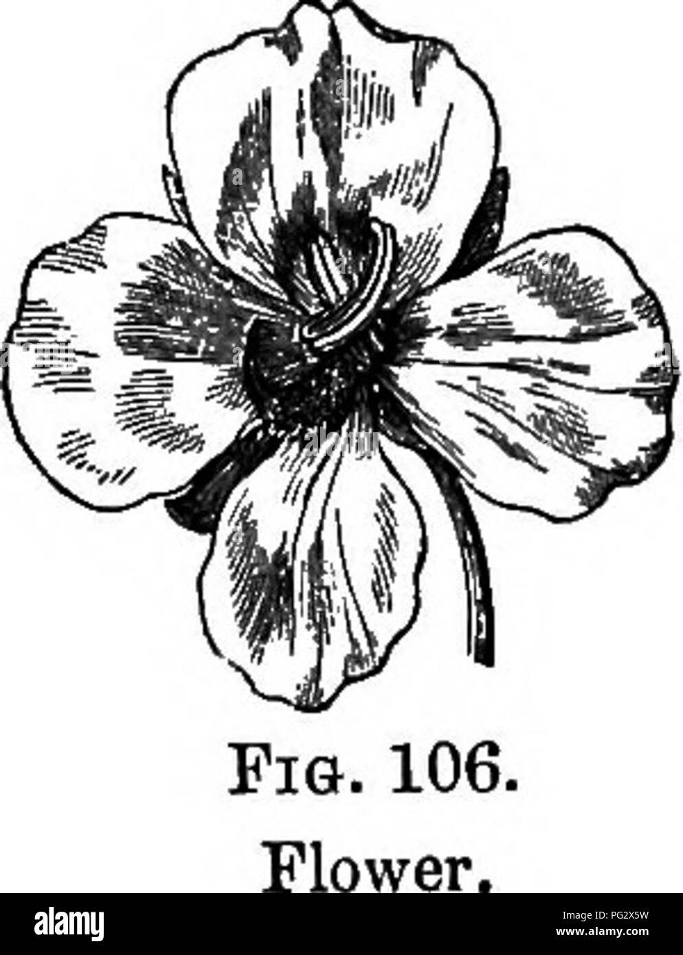 The flowers of Labichea are similar to those of Cassia, with ...